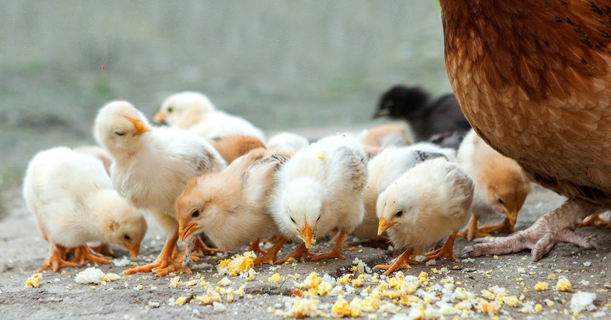 Feed, Food & Agriculture | OQ